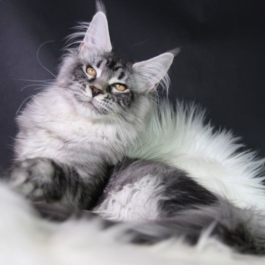 Мейн-кун котёнок