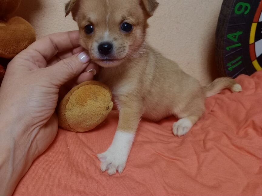 Собака
