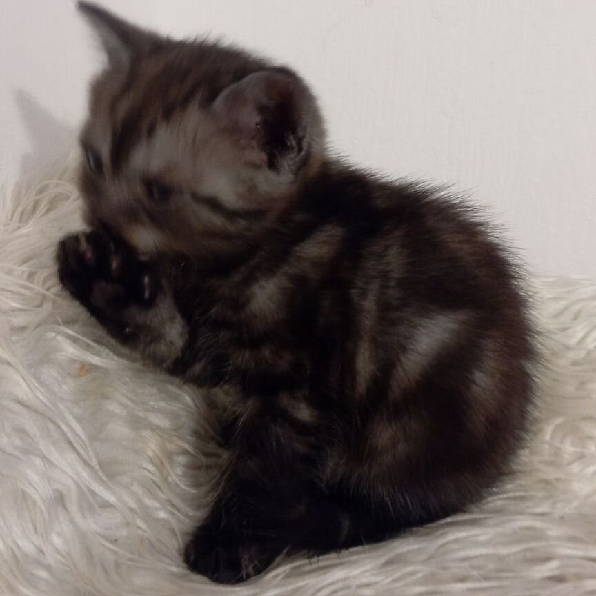 Шотландский прямоухий короткошёрстный котёнок