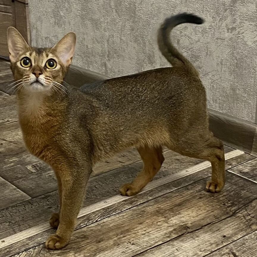 Абиссинская, взрослая кошка