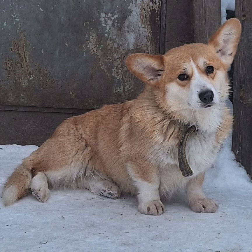 Вельш Корги Пемброк, взрослая собака