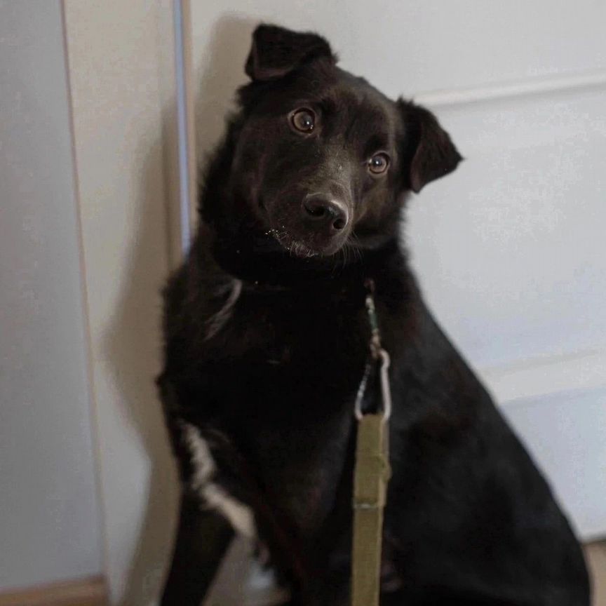 Отдам в добрые руки молодого пса