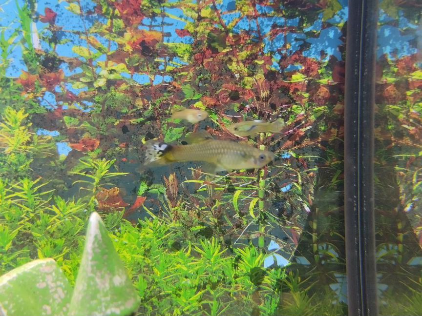 Аквариумные рыбки гуппи