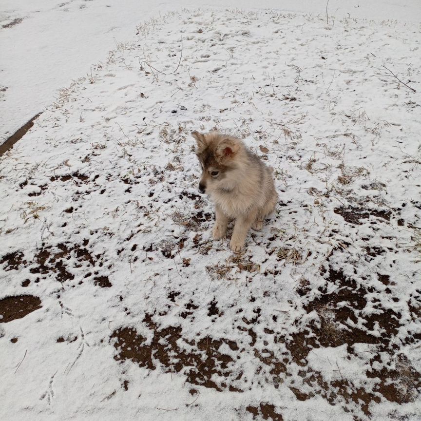 Отдам в добрые руки