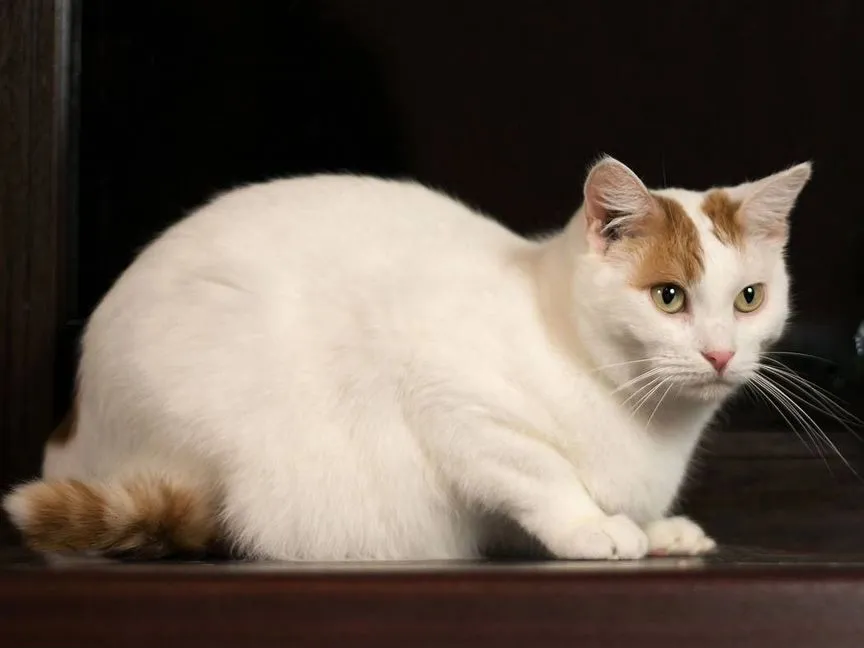 Котик в добрые руки