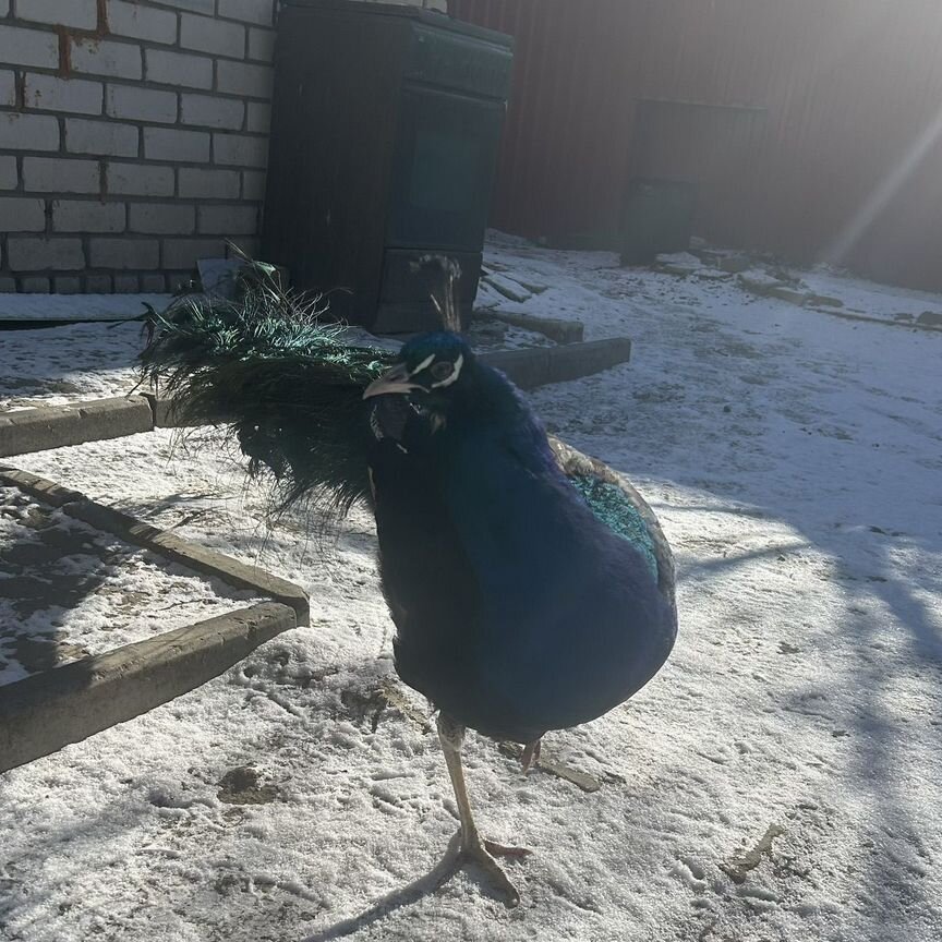 Павлин