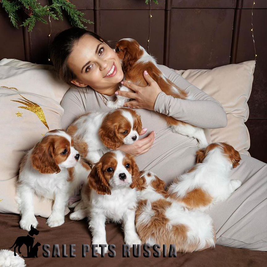Красивые щенки Кавалер Кинг Чарльз спаниель