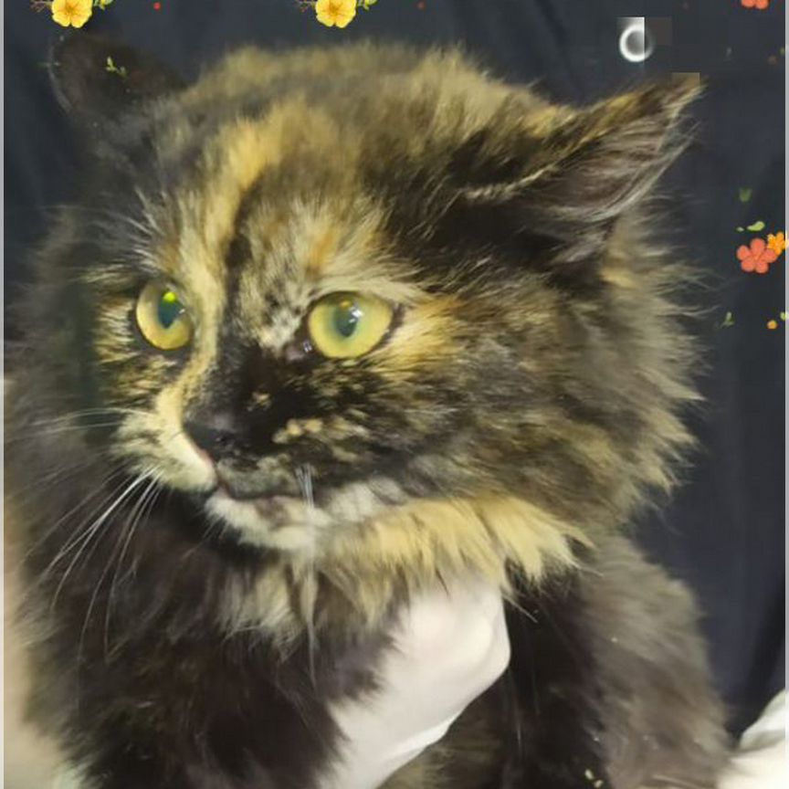 Кошечка подросток стерилизована