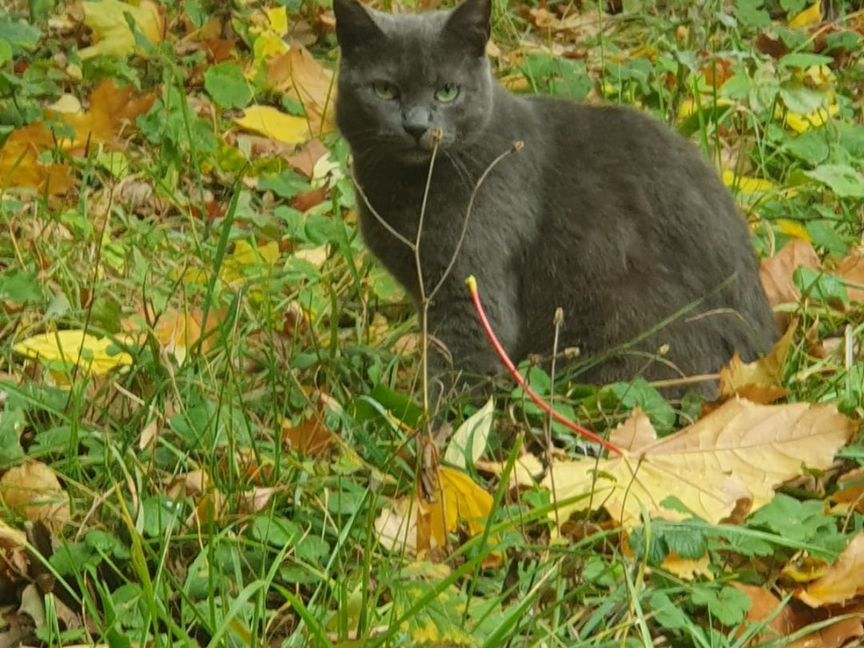 Кошка в дар бесплатно