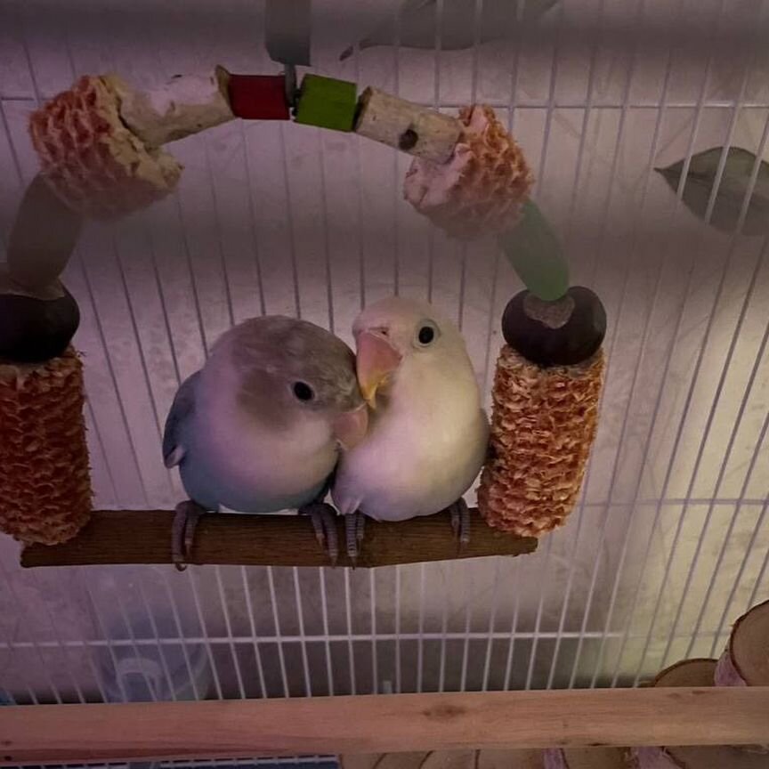 Селекционные неразлучники попугаи