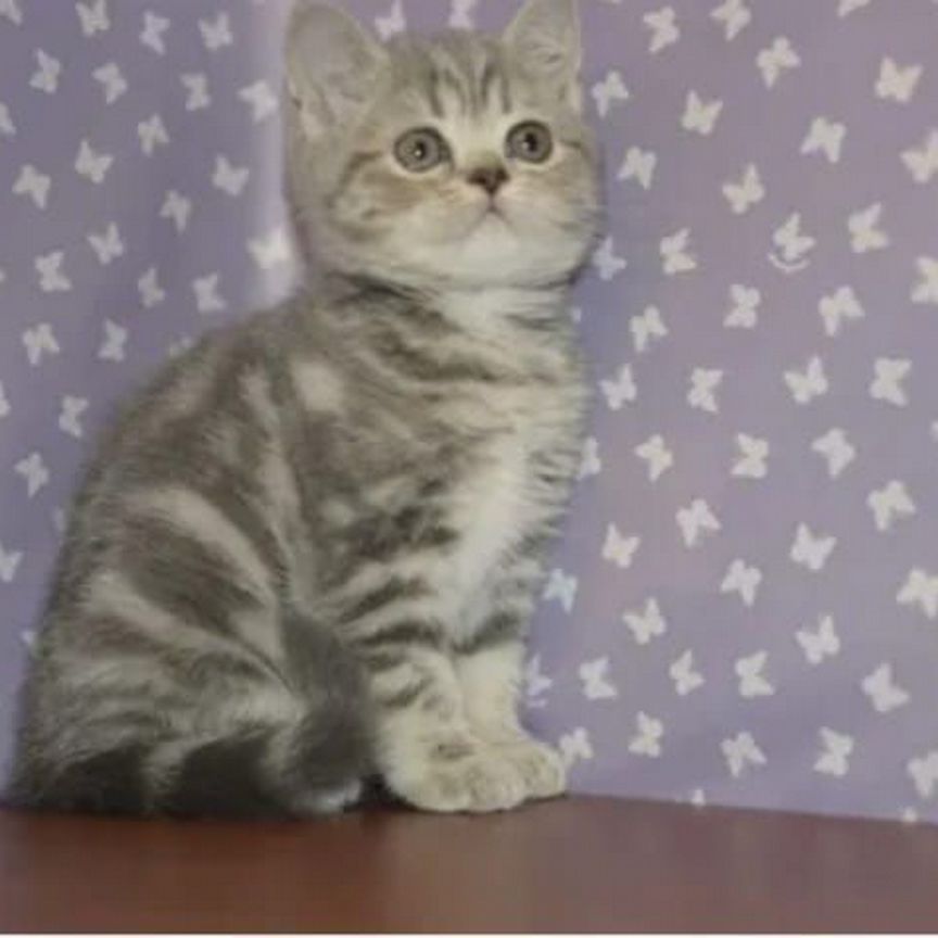 Шотландская девочка мраморная красотка