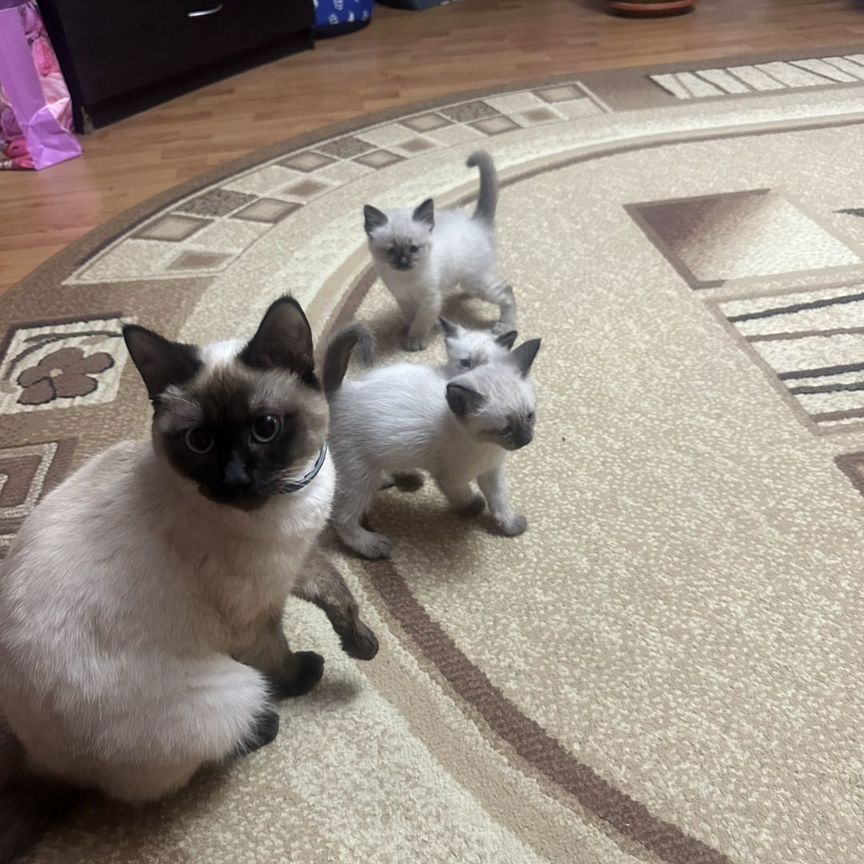 Тайкие котята