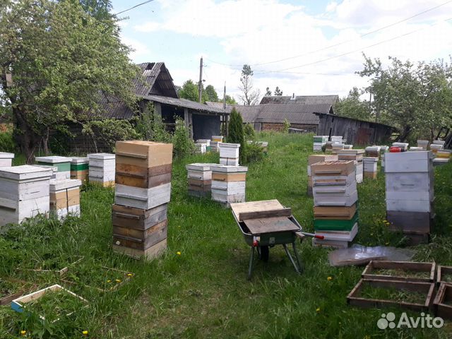 Пчелы пчелосемьи отводки пчелопакеты рамка рута купить в Палкино ...
