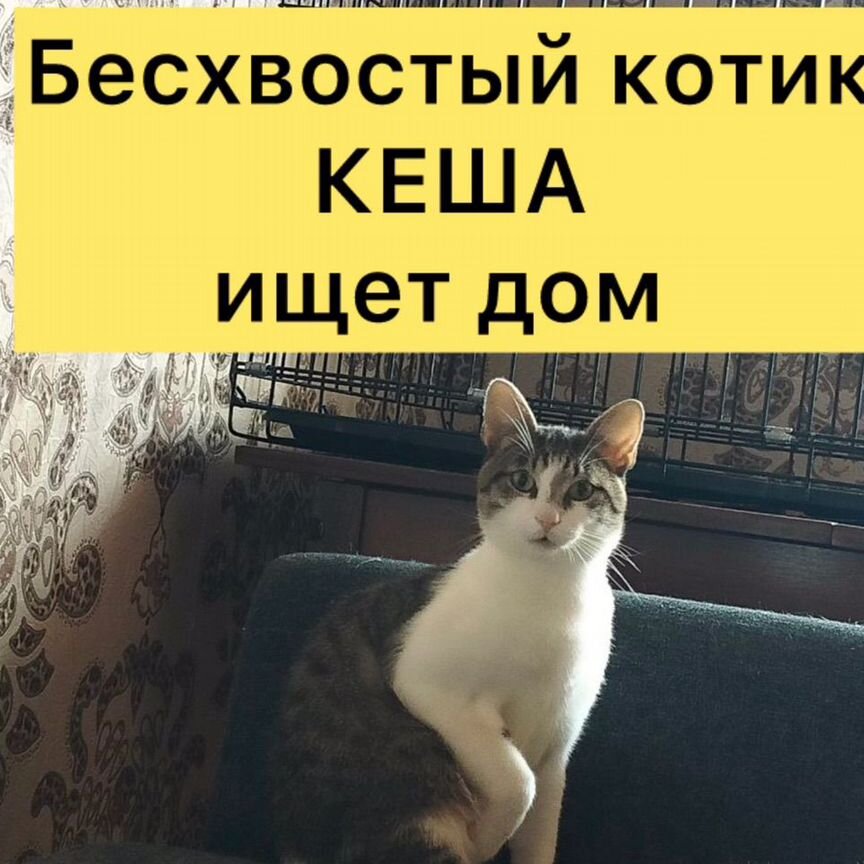 Взрослый кот в добрые руки