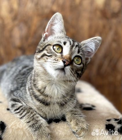 Котенок Феликс в добрые руки