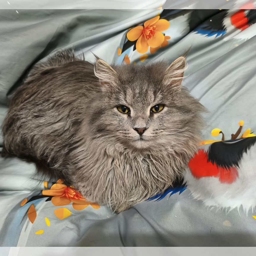 Взрослый кот в добрые руки