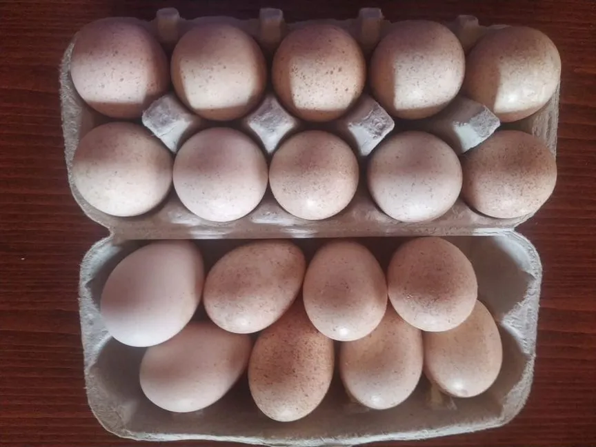 Инкубационное яйцо индейки
