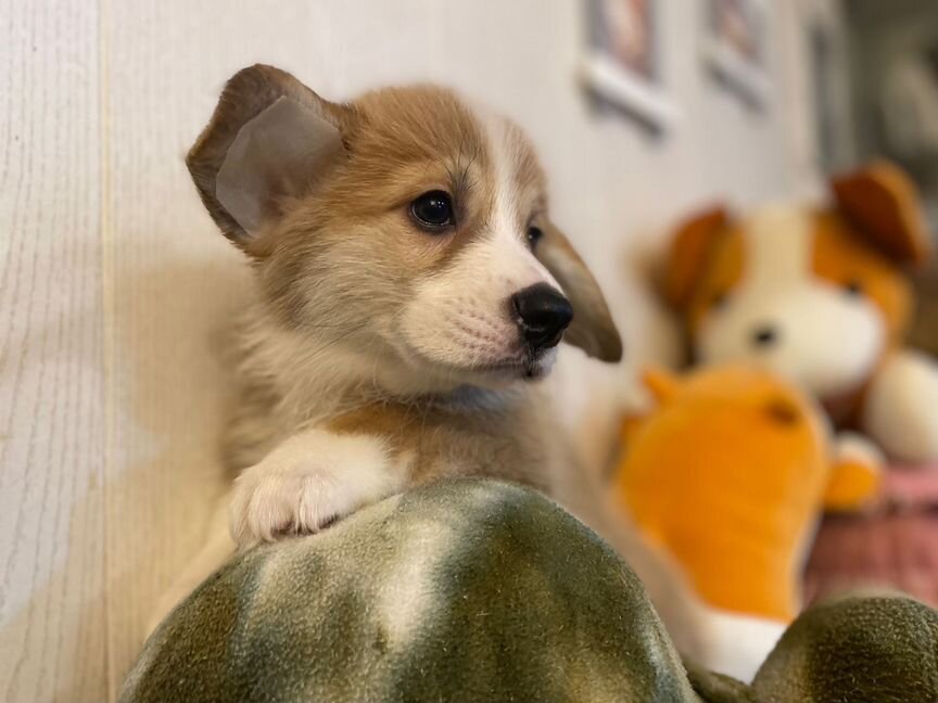 Мальчишка Вельш Корги Пемброк