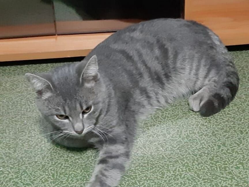 Отдам кошечек и котиков в добрые руки