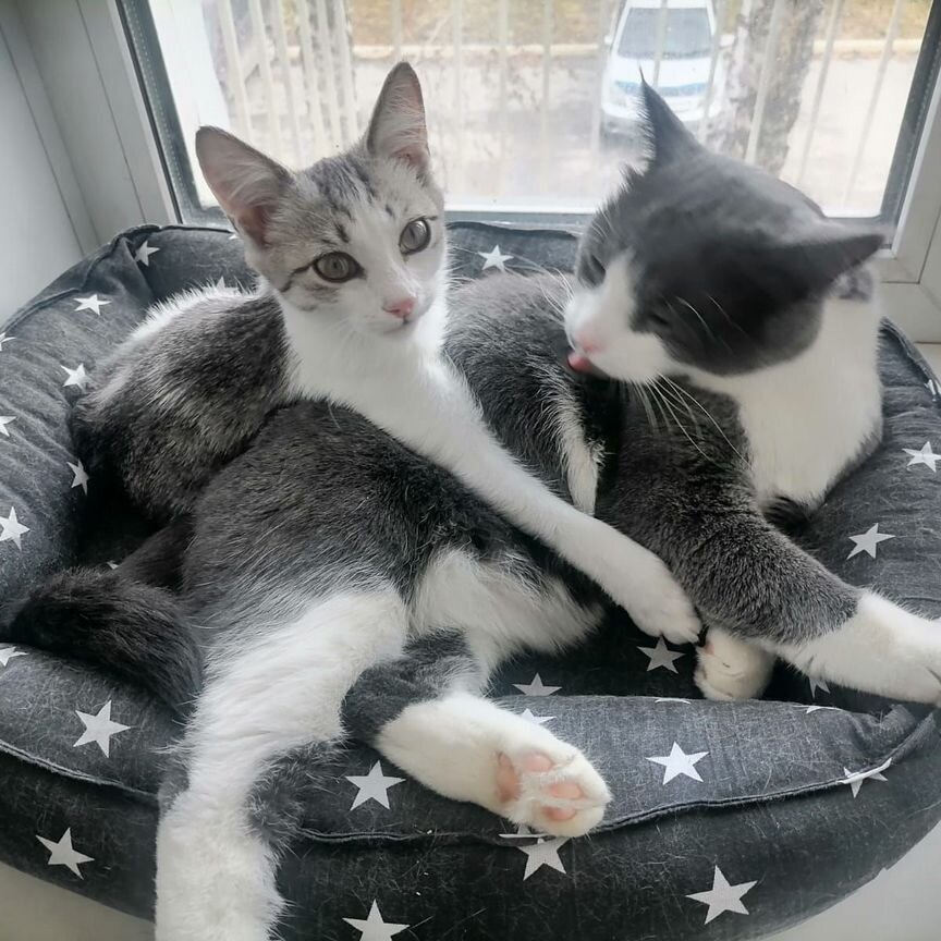 Котенок и ласковый кот