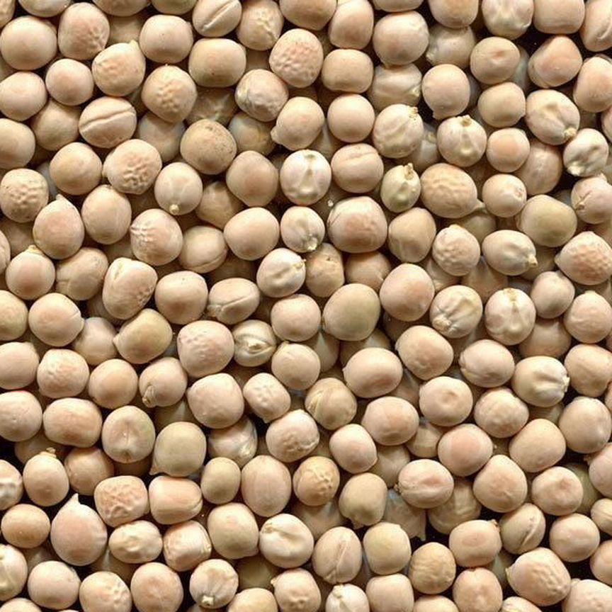 Зерно гороха