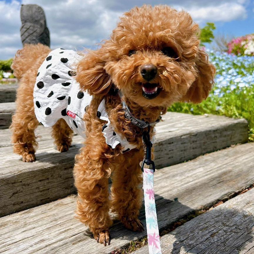 Той-пудель, щенок