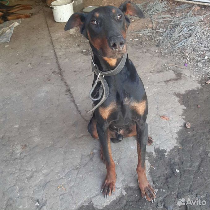 Собака в добрые руки доберман