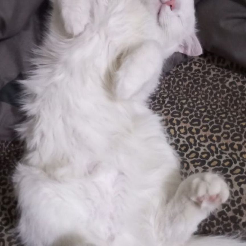 Кот