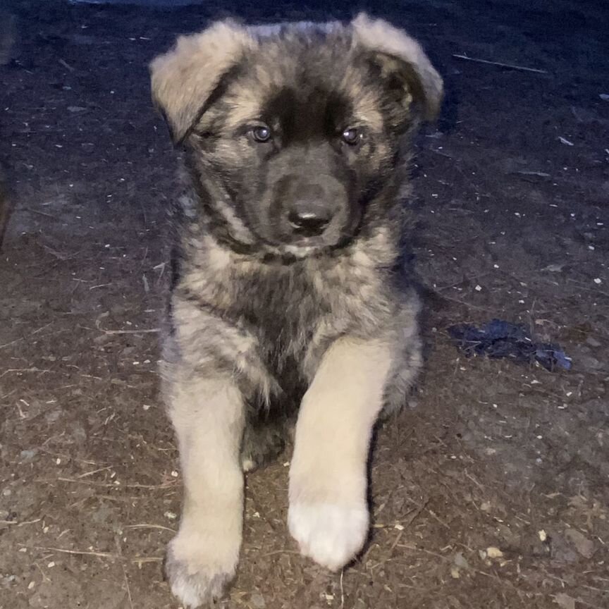 Немецкая овчарка, щенок