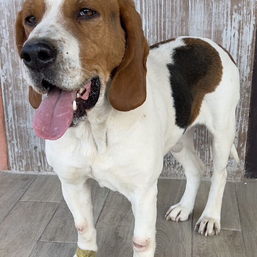 Найден бигль