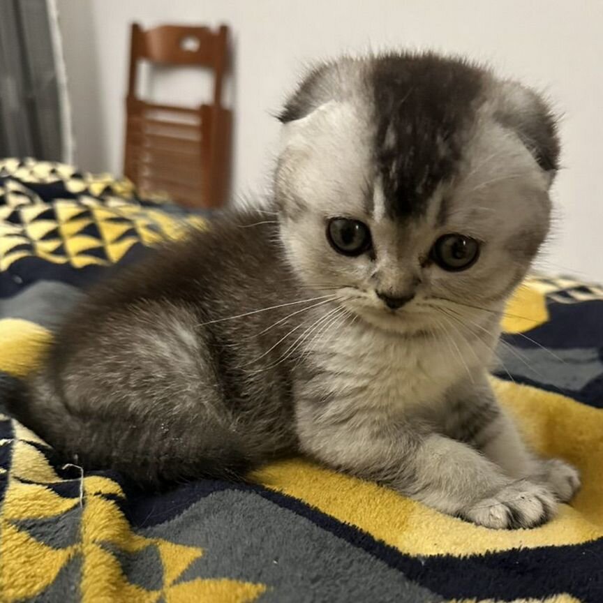 Шотландская вислоухая кошка
