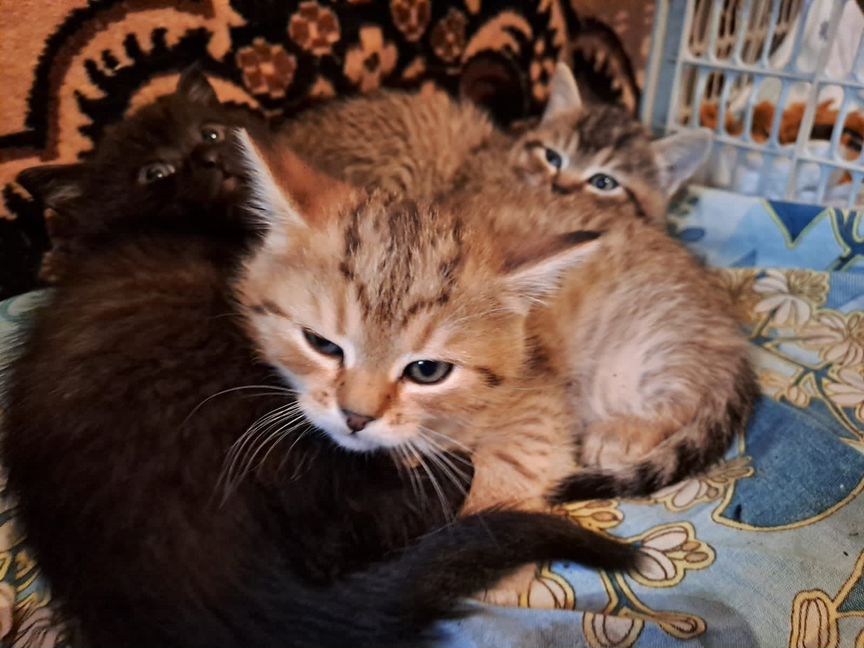Котятки в добрые руки