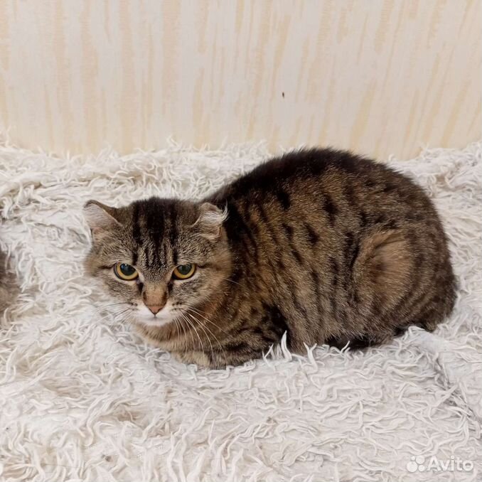 Кошечка очень нуждается в хозяине