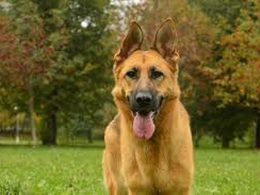 Собака в добрые руки отдам бесплатно