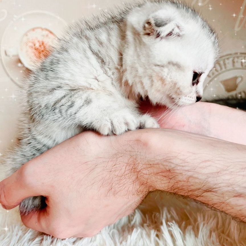 Шотландский вислоухий короткошёрстный котёнок