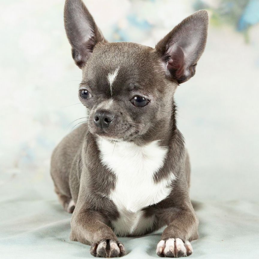 Щенки чихуахуа