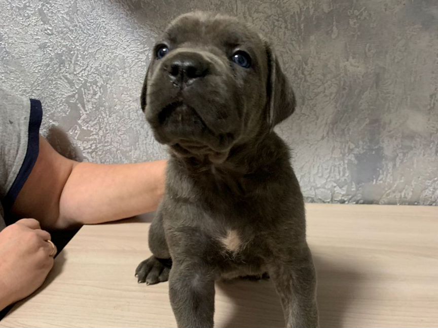 Щенки кане Корсо