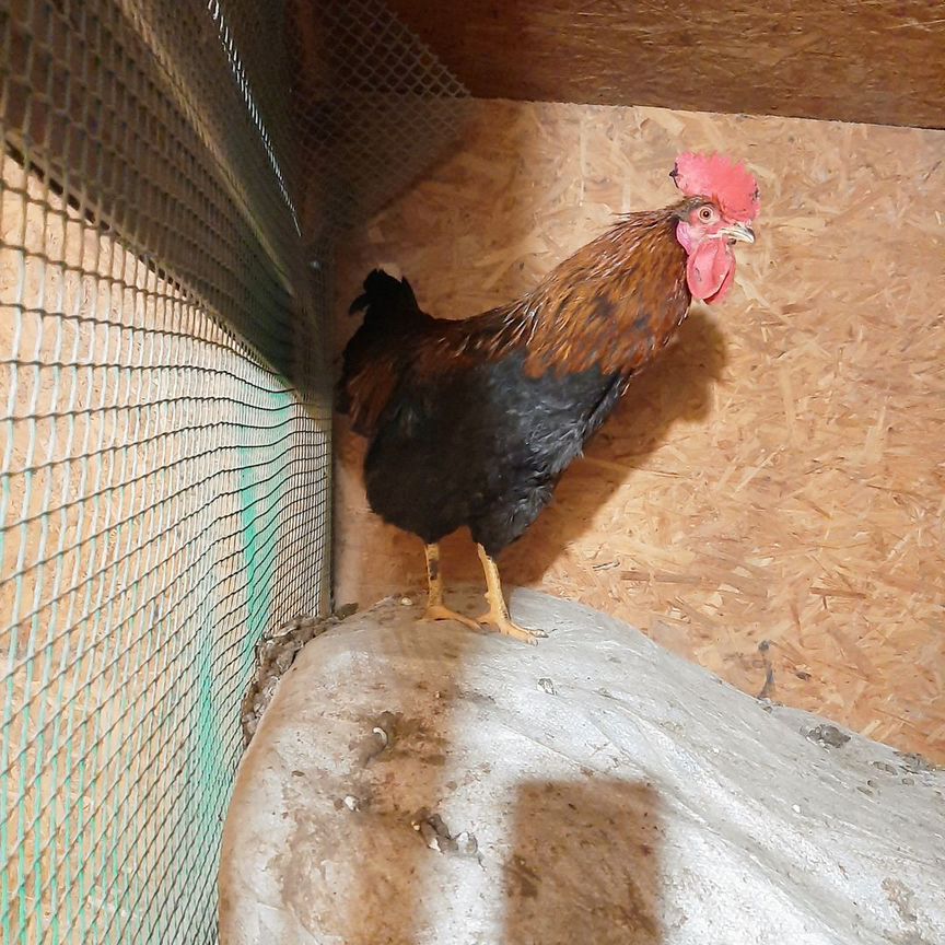 Молодые петухи Нижегородская обл