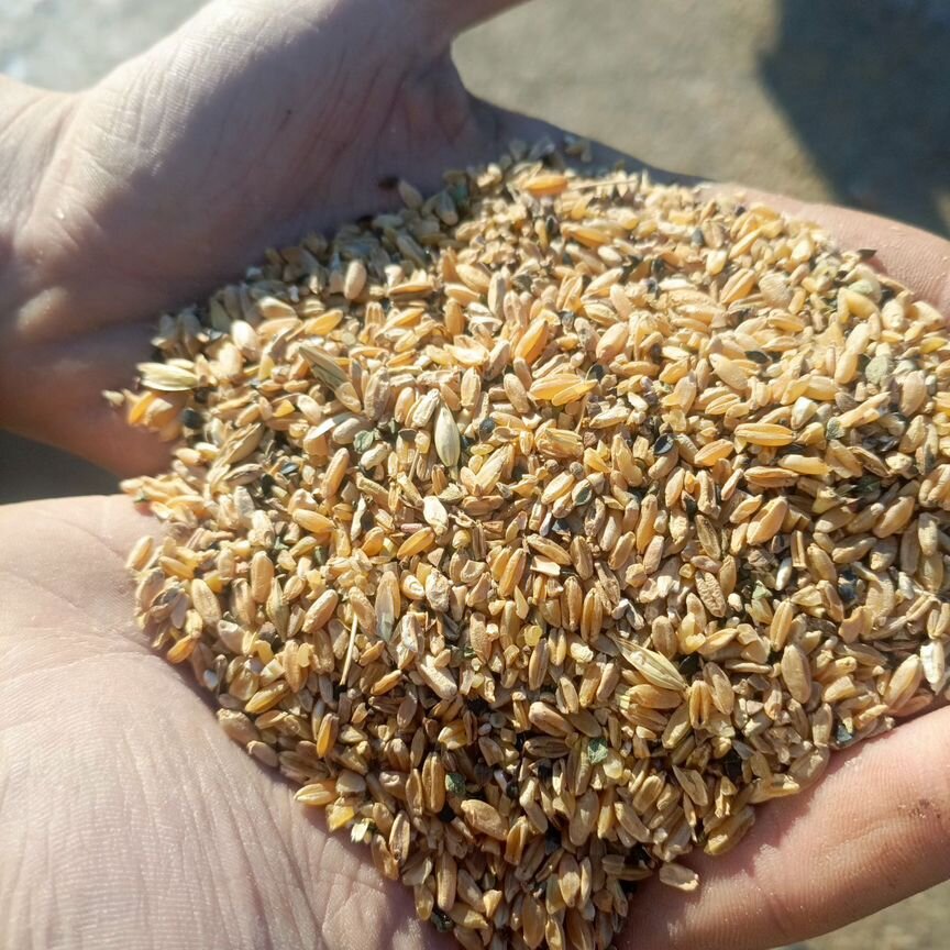 Пшеничные отходы