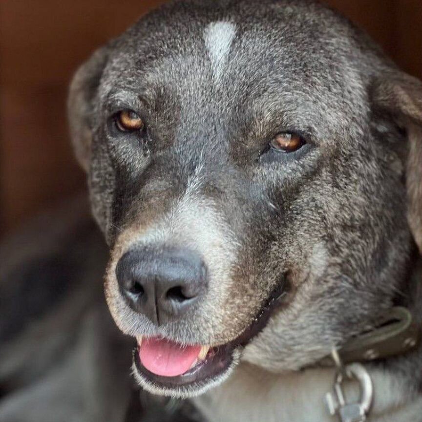 Сэра ищет свою семью