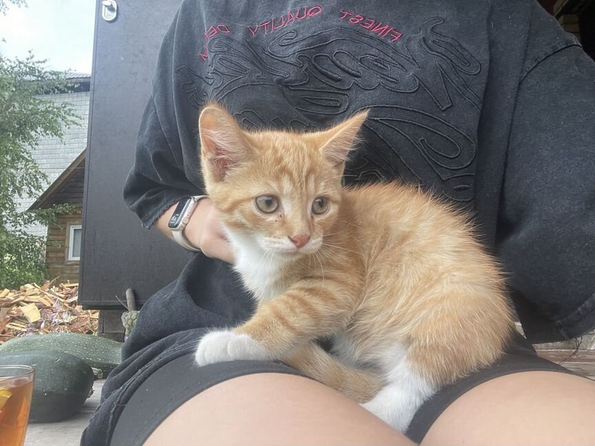 Котята 2,5 месяца