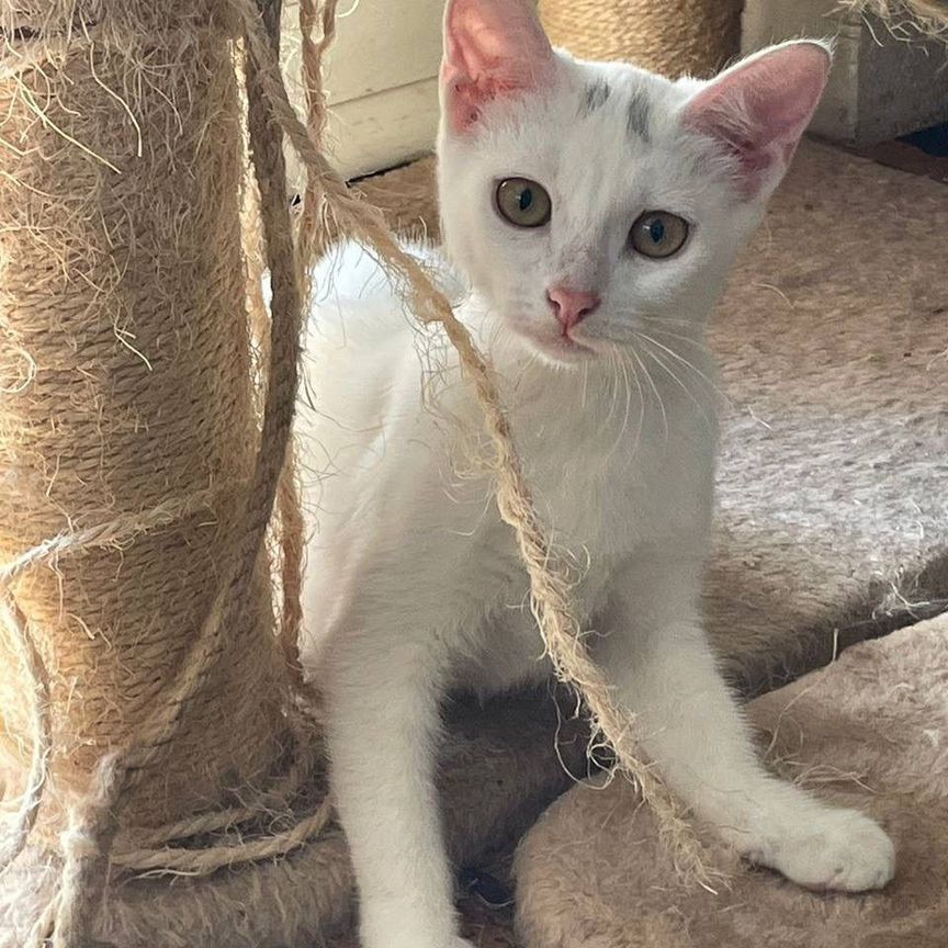 Котята в добрые руки бесплатно