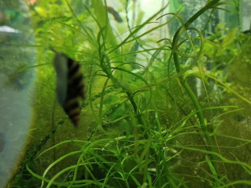 Улитки хелена