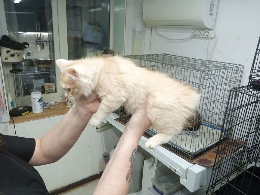 Курильский бобтейл