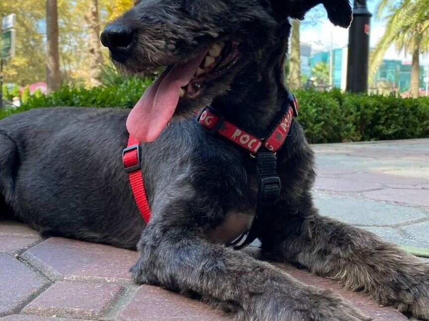 Маленькая квартирная собачка в добрые руки