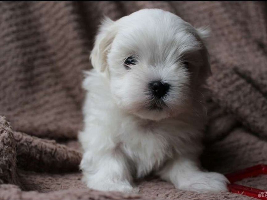 Мальтийская болонка мальтезе Корея