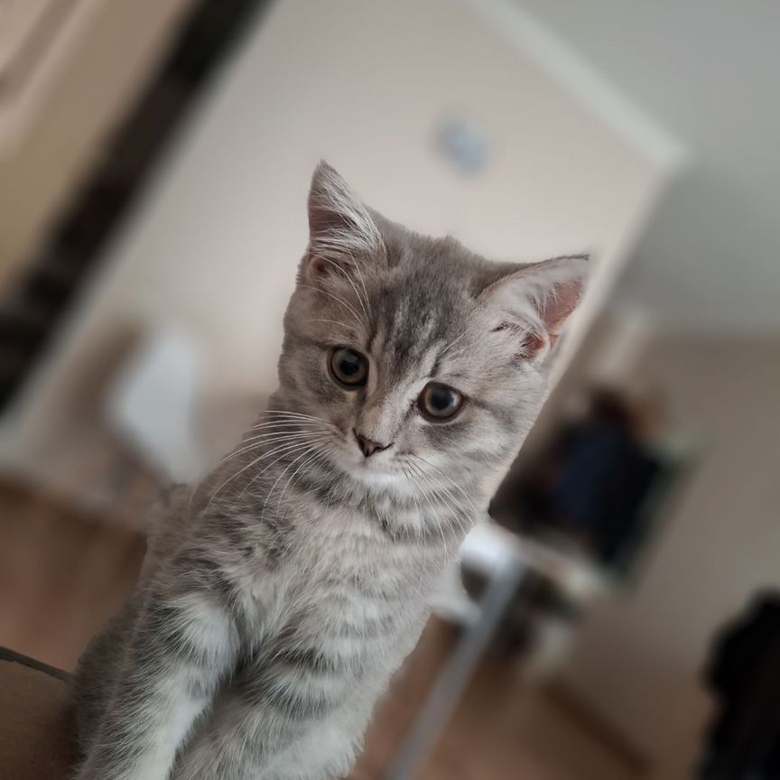 Британский кот