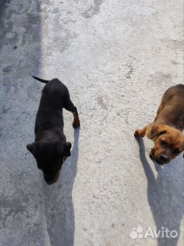 Собаки бесплатно в добрые руки щенки