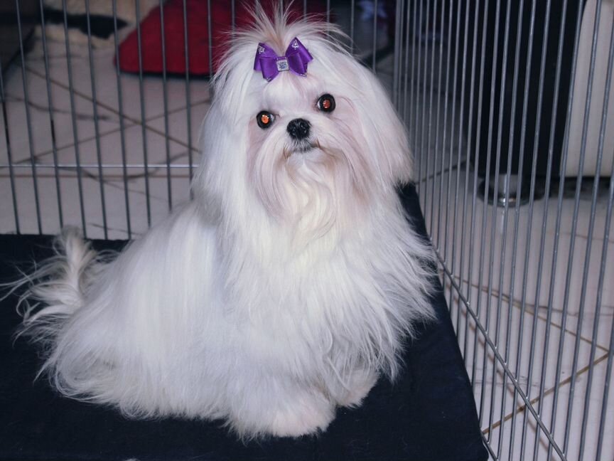 Шикарный подрощенный мальчик мальтезе 11 мес без б