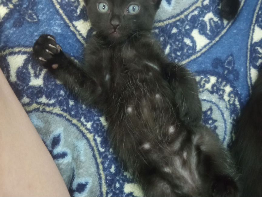 Маленькие проказники